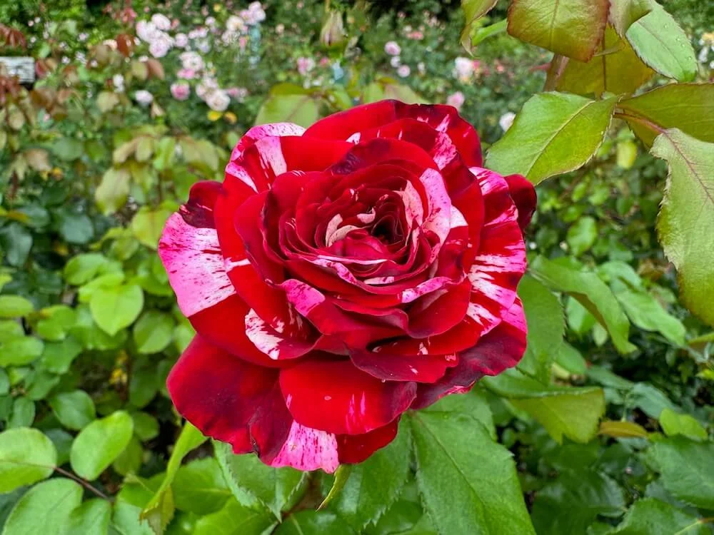 Rosa 'Marc Chagall' (Marc Chagall Floribunda Rose) — Northwest Blooms