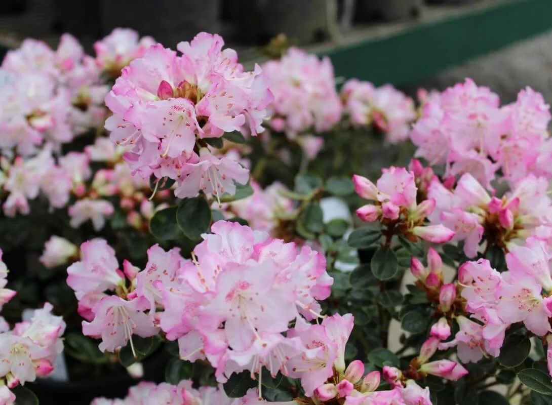 Cistus incanus tauricus (Tauric Rock Rose) — Northwest Blooms