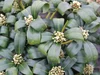 Prunus laurocerasus 'Mount Vernon' (Dwarf English Laurel) — Northwest ...