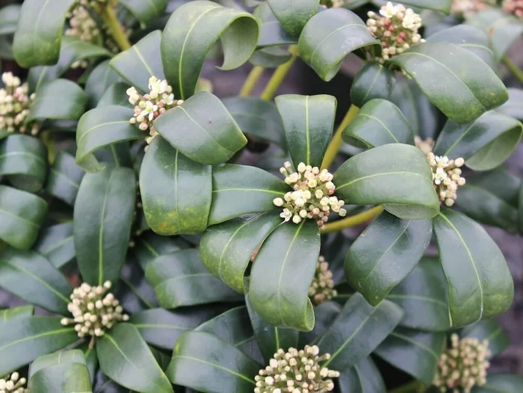 Prunus laurocerasus 'Mount Vernon' (Dwarf English Laurel) — Northwest ...