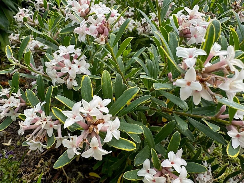 Daphne odora ‘Maejima’ (Maejima Variegated Winter Daphne) — Northwest ...