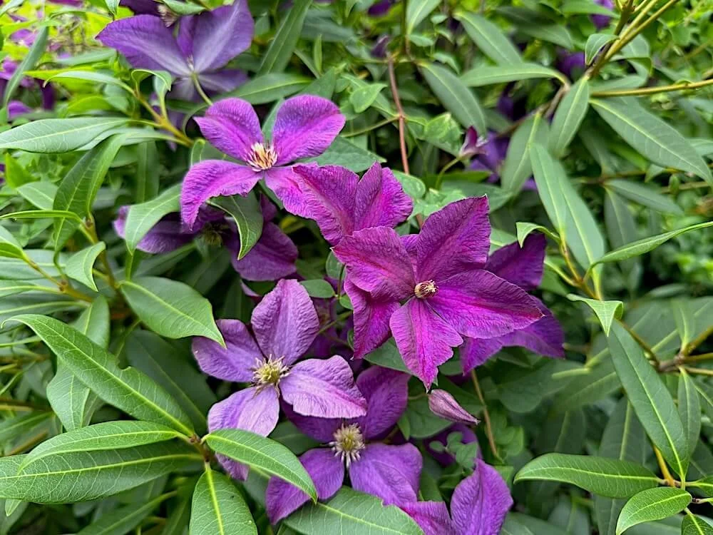 Clematis 'Perrin's Pride' (Perrin's Pride Clematis) — Northwest Blooms