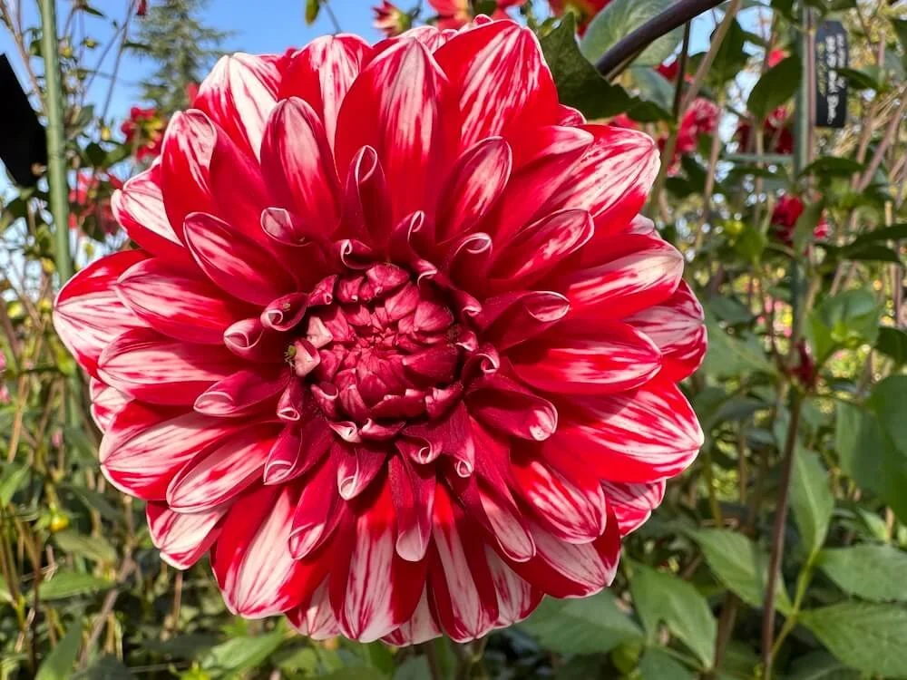 Dahlia 'Baby Red' (Baby Red Dahlia) — Northwest Blooms