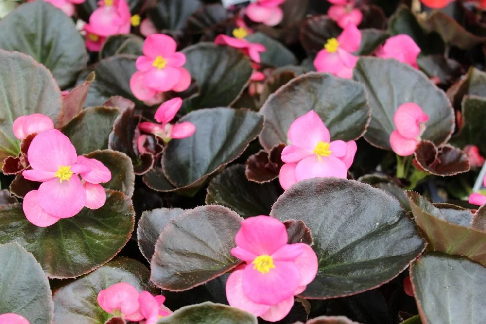 Sky Nursery (Shoreline) — Northwest Blooms