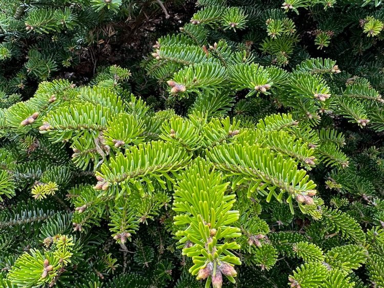 Taxus x media 'H.M. Eddie' (H.M. Eddie Yew) — Northwest Blooms