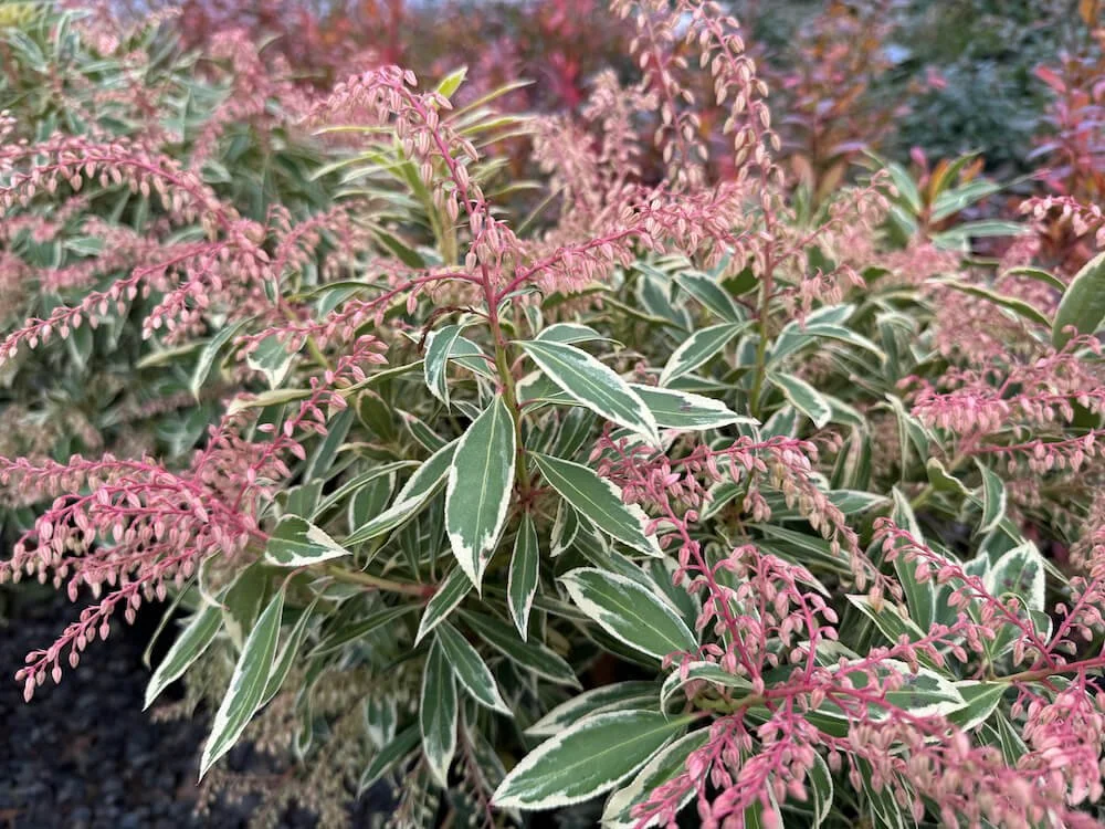 Prunus laurocerasus 'Mount Vernon' (Dwarf English Laurel) — Northwest ...