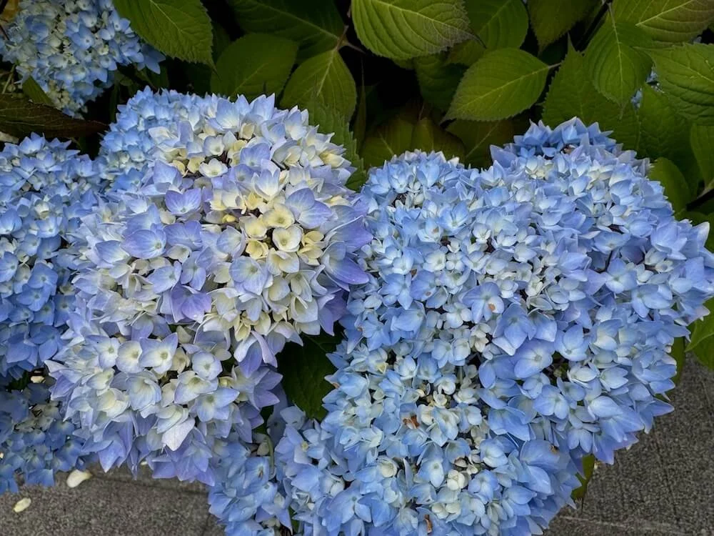 Ceanothus thyrsiflorus 'Victoria' (Victoria California Lilac ...