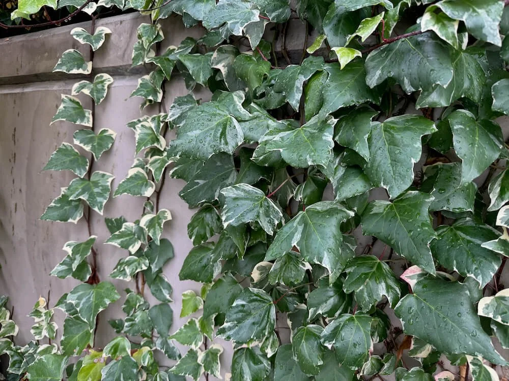 Hedera algeriensis 'Gloire de Marengo' (Gloire de Marengo Algerian Ivy ...