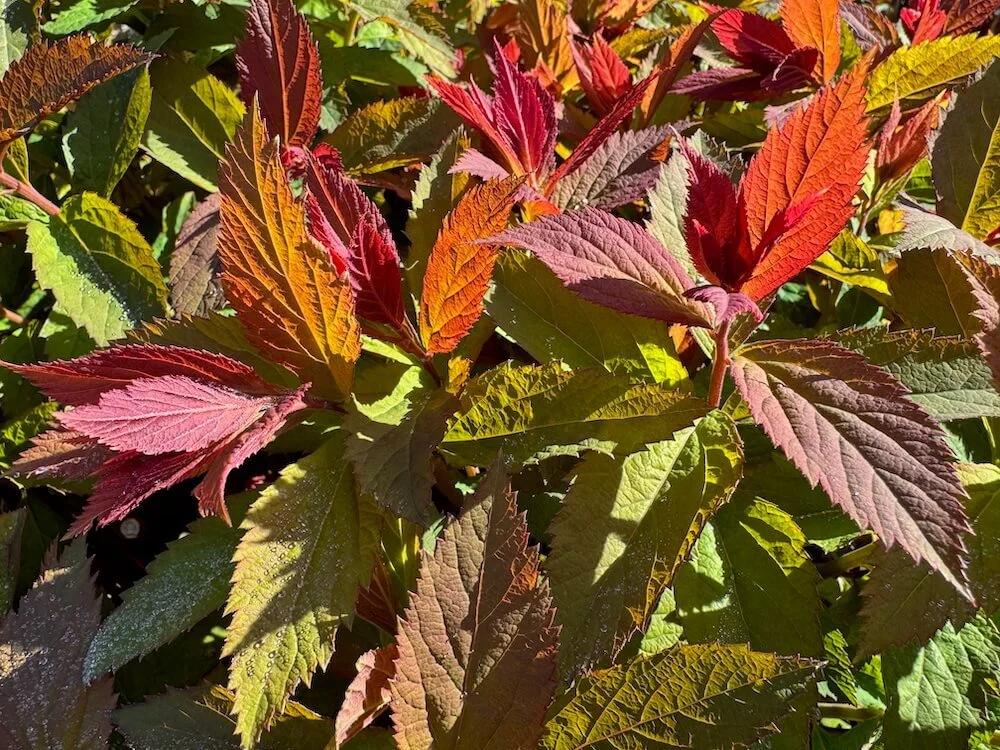 Leucothoe fontanesiana 'Rainbow' (Rainbow Drooping Leucothoe ...