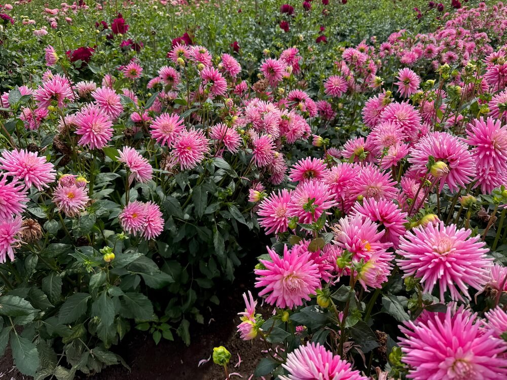 Dahlia 'Rock Run Ashley' (Rock Run Ashley Dahlia) — Northwest Blooms