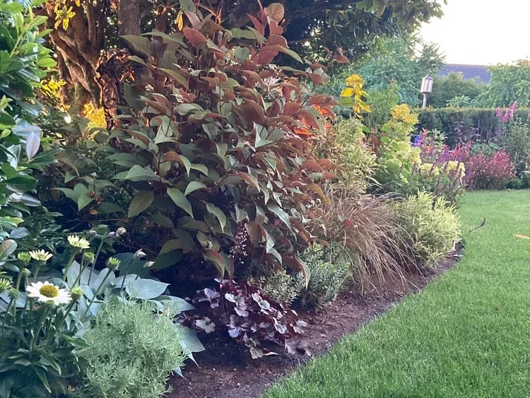 Prunus laurocerasus 'Mount Vernon' (Dwarf English Laurel) — Northwest ...