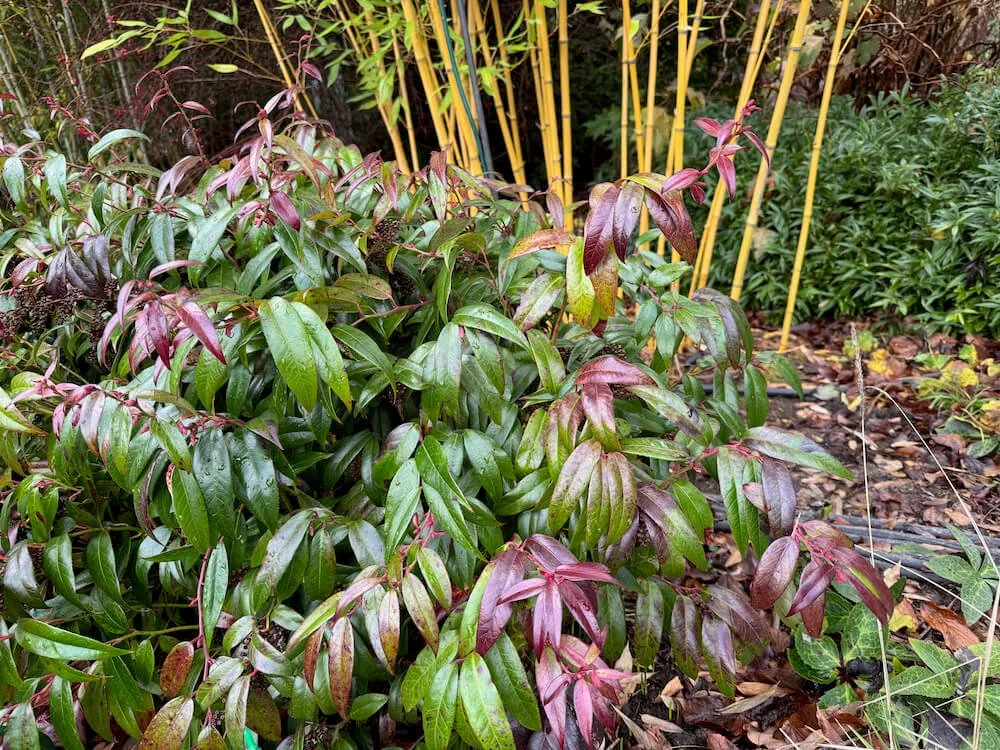 Leucothoe fontanesiana 'Zeblid' (Scarletta Leucothoe) — Northwest Blooms