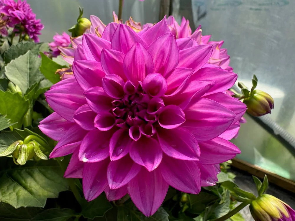 Dahlia 'Blue Bell' (Blue Bell Dahlia) — Northwest Blooms