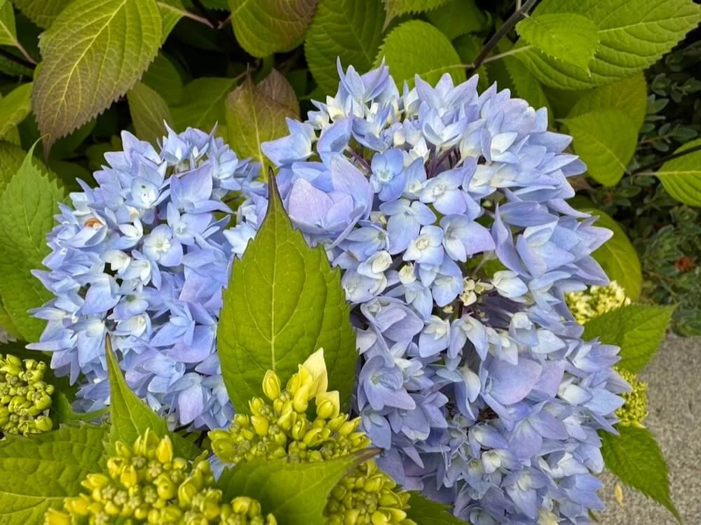 Hydrangea serrata 'Blue Bird' (Blue Bird Hydrangea) — Northwest Blooms