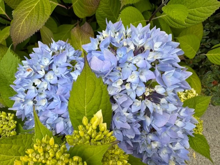 Ceanothus thyrsiflorus 'Victoria' (Victoria California Lilac ...
