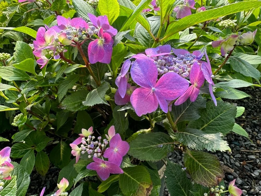 Hydrangea macrophylla 'HORTMANI' (Seaside Serenade Newport Hydrangea ...