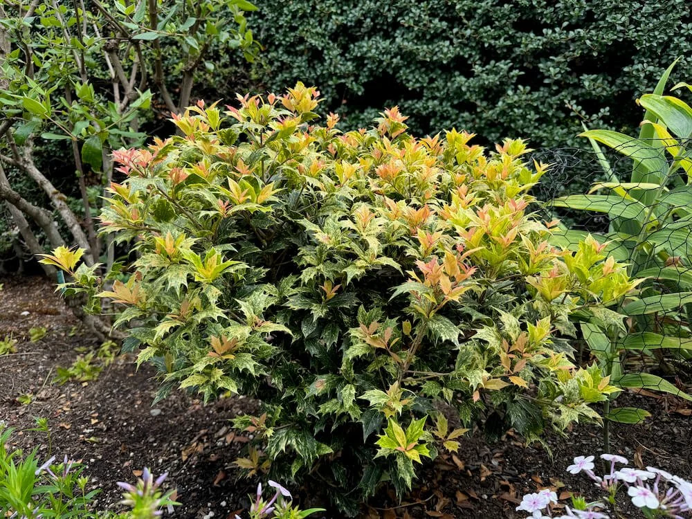 Leucothoe fontanesiana 'Rainbow' (Rainbow Drooping Leucothoe ...