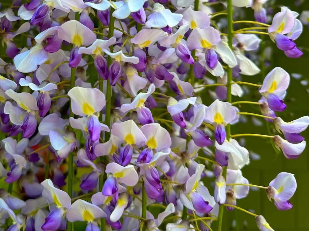 Wisteria floribunda 'Multijuga' (Japanese Wisteria) — Northwest Blooms