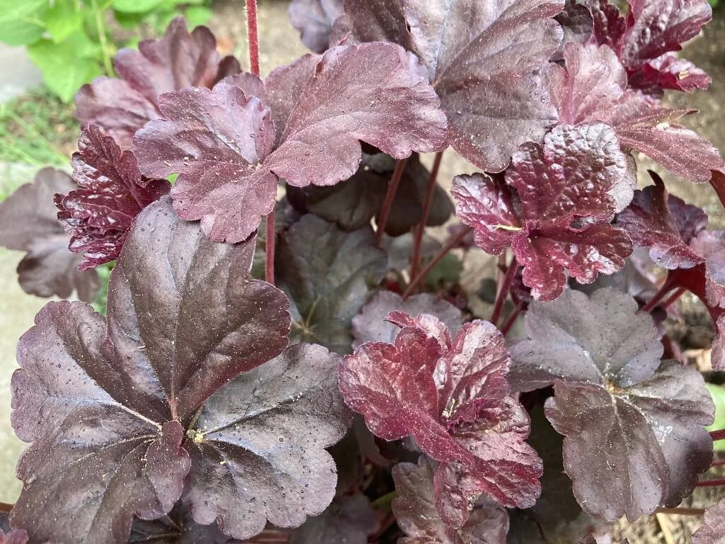 Heuchera ‘Obsidian’ (Obsidian Coral Bells) — Northwest Blooms