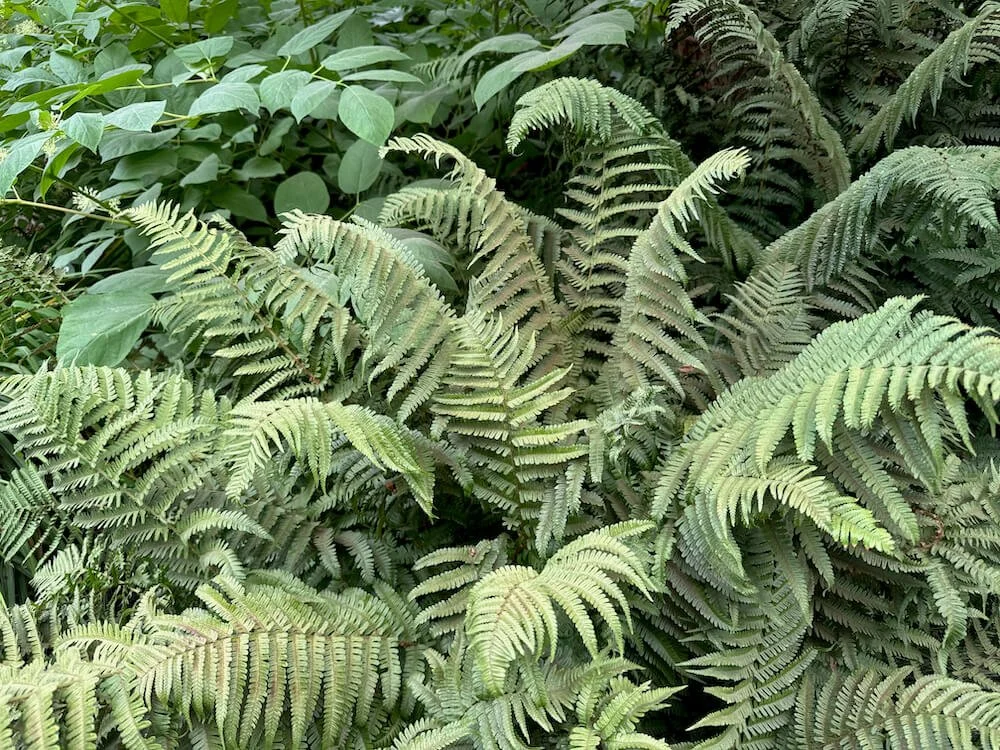 Helleborus foetidus 'Wester Flisk Group' (Wester Flisk Group Stinking ...