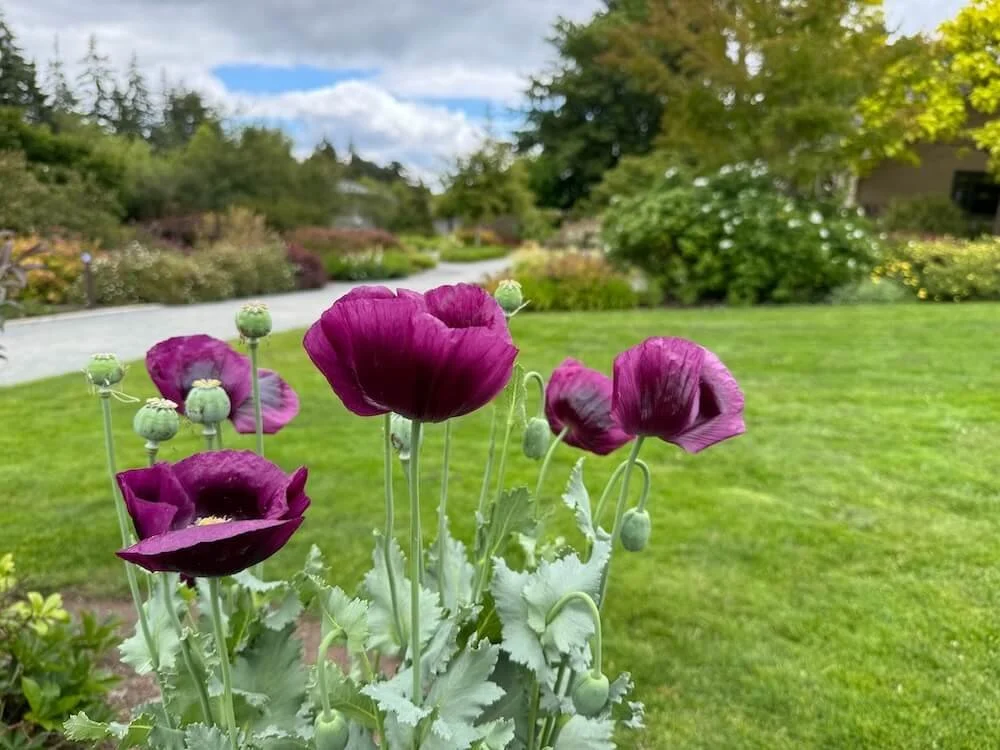 Public Gardens in the Seattle Area — Northwest Blooms