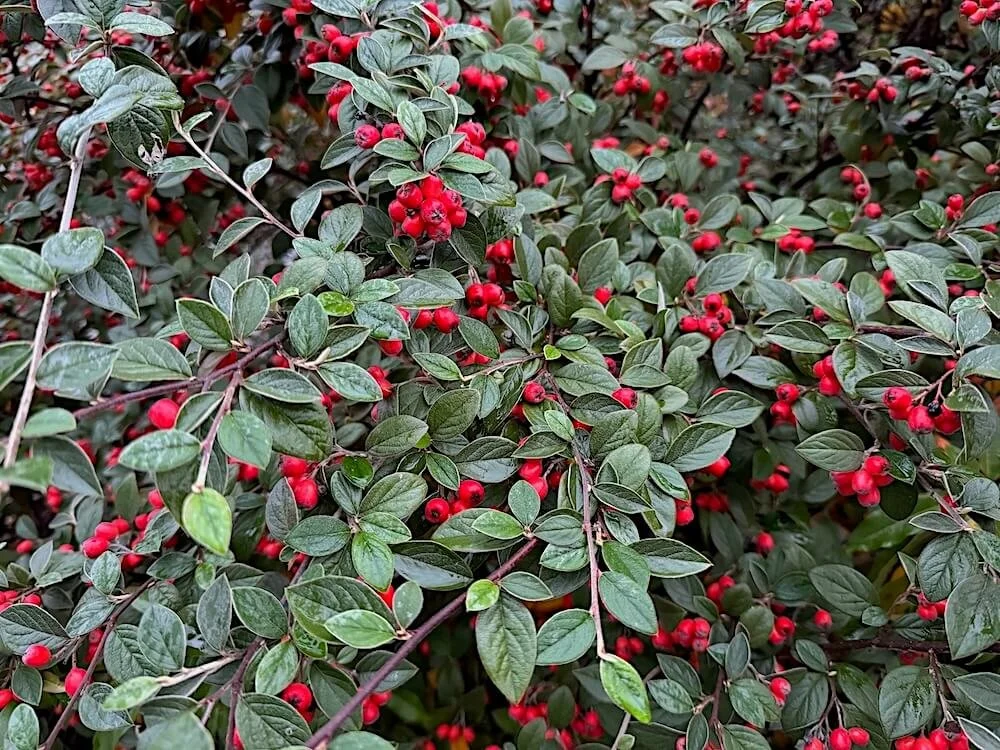 Prunus laurocerasus 'Mount Vernon' (Dwarf English Laurel) — Northwest ...