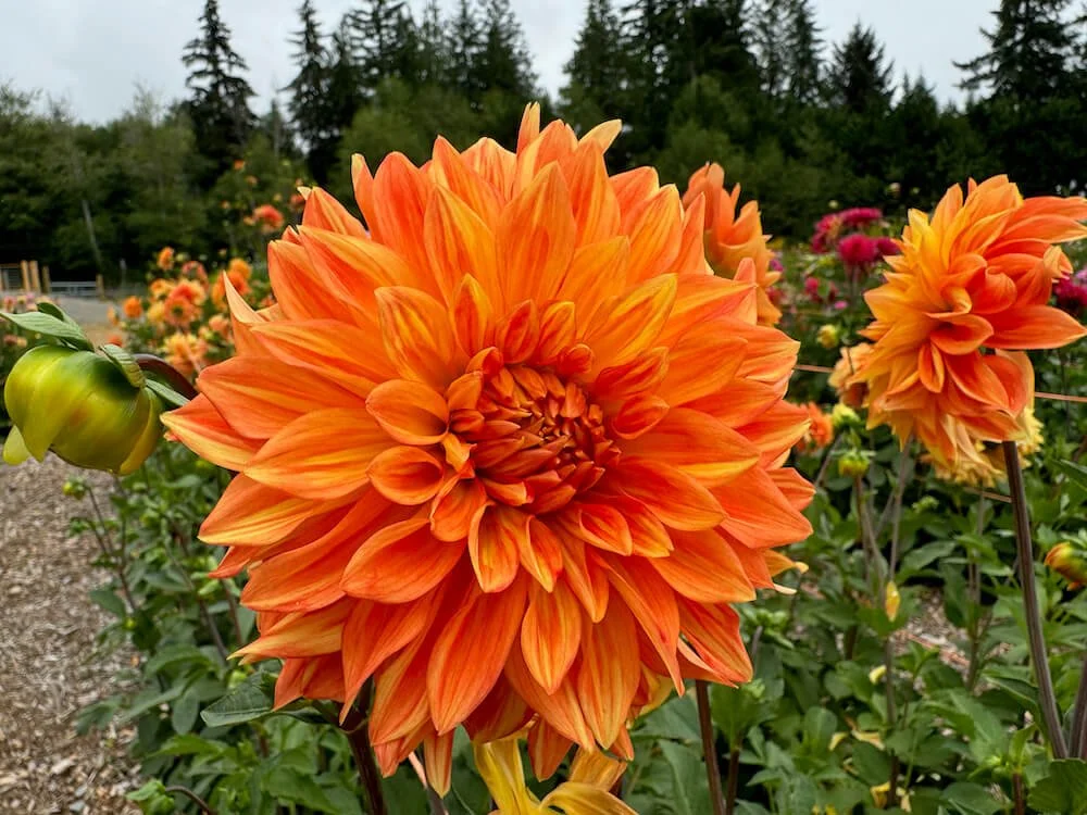 Dahlia 'Valley Rust Bucket' (Valley Rust Bucket Dahlia) — Northwest Blooms