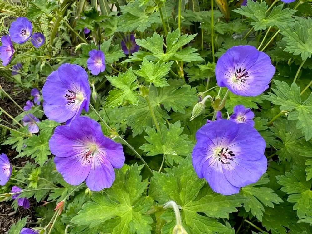 Geranium x 'Rozanne' (Rozanne Cranesbill) — Northwest Blooms
