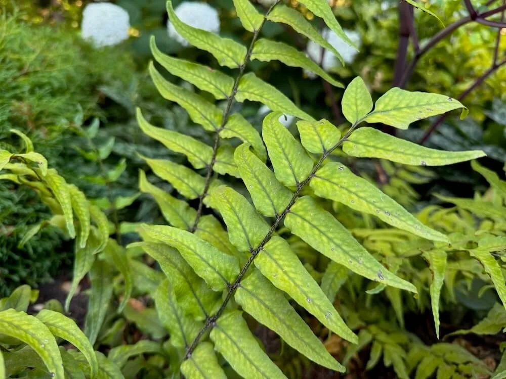 Helleborus foetidus 'Wester Flisk Group' (Wester Flisk Group Stinking ...