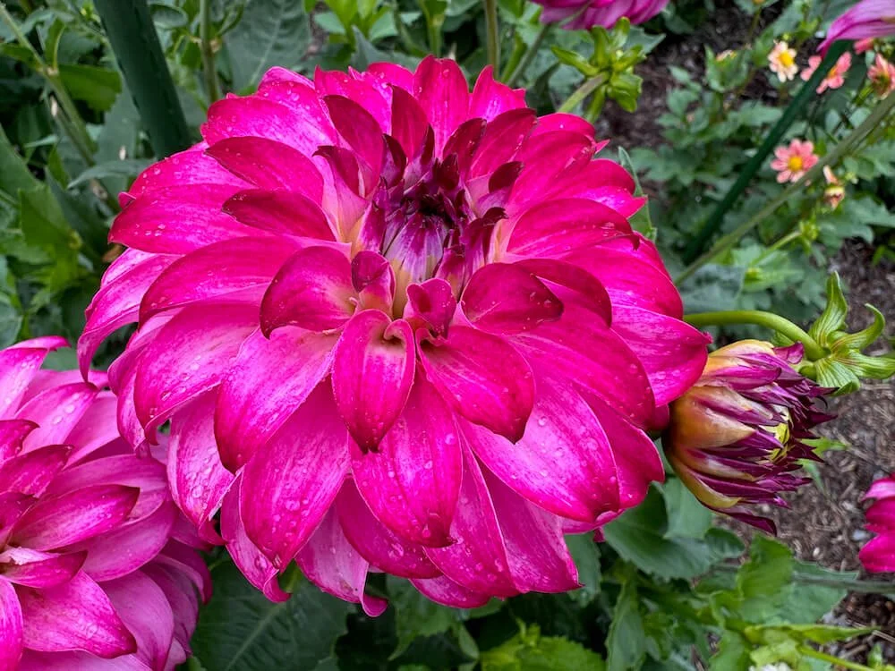 Dahlia 'Saddlerock Tiny Giant' — Northwest Blooms