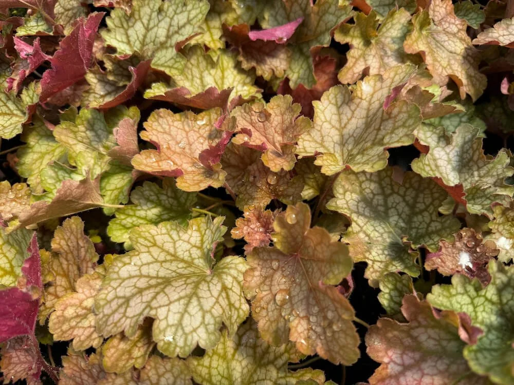 Heuchera 'Carnival Fall Festival' (Carnival Fall Festival Coral Bells ...