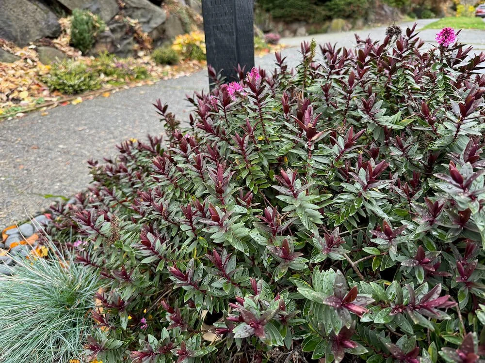 Nandina domestica 'Burgundy Wine' (Burgundy Wine Heavenly Bamboo ...