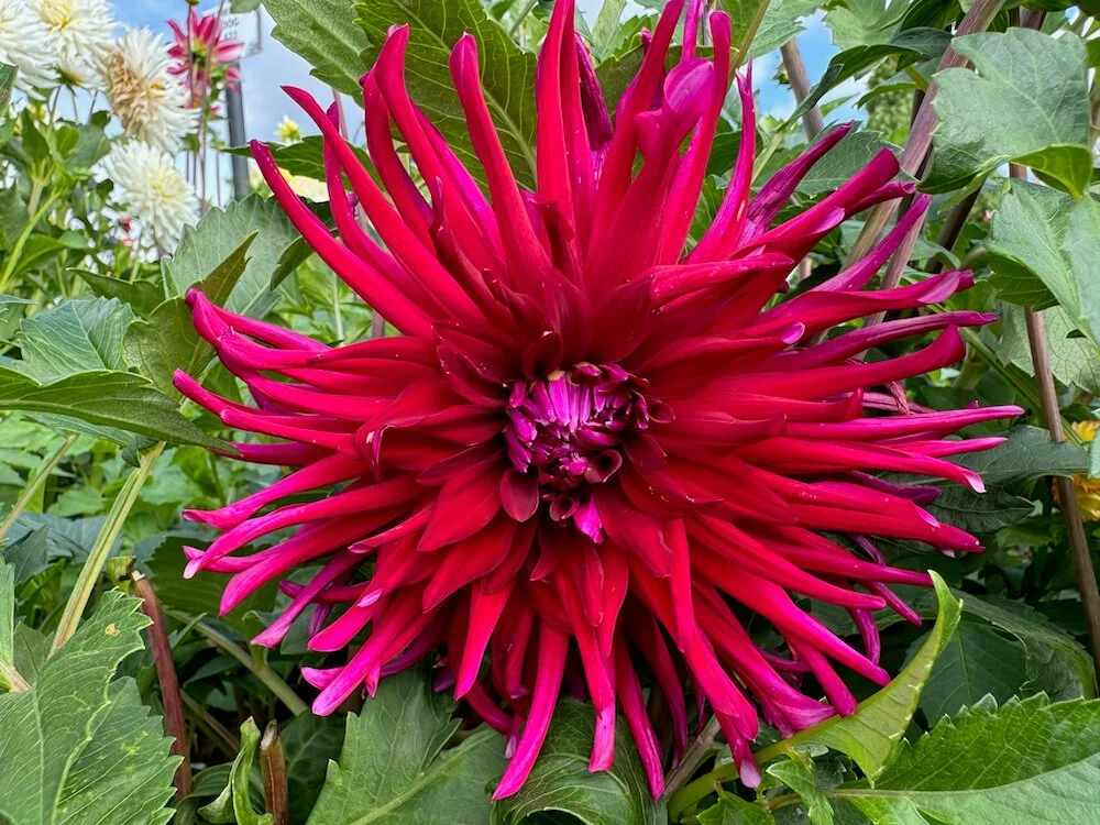 Dahlia 'Fabulous' (Fabulous Dahlia) — Northwest Blooms