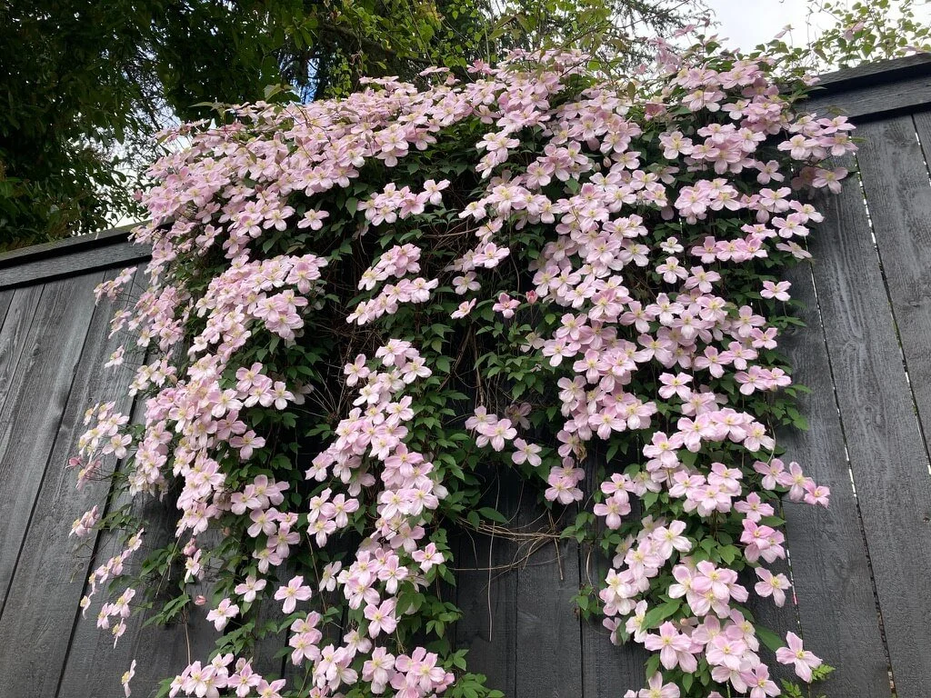 Clematis montana var. rubens 'Mayleen' (Mayleen Clematis) — Northwest ...