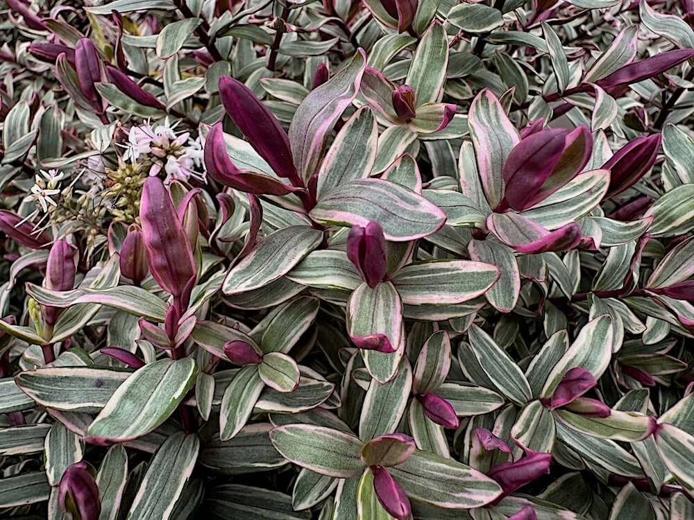 Leucothoe fontanesiana 'Rainbow' (Rainbow Drooping Leucothoe ...