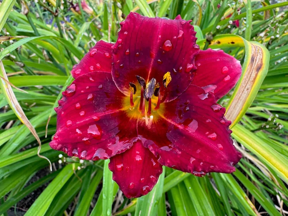 Hemerocallis 'Red Pinocchio' (Red Pinocchio Daylily) — Northwest Blooms