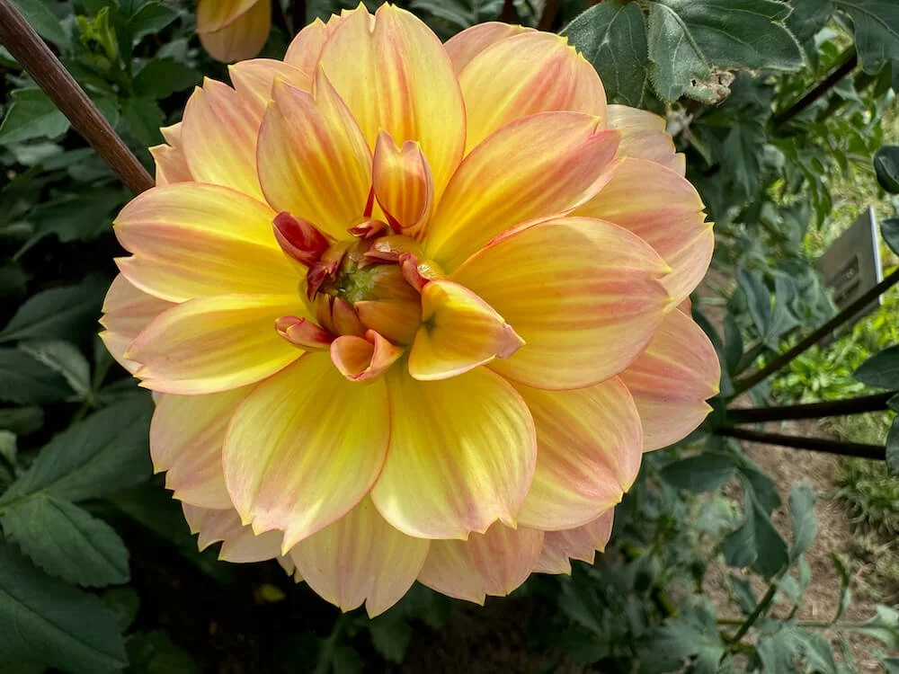 Dahlia 'River's Yellow Snow' — Northwest Blooms