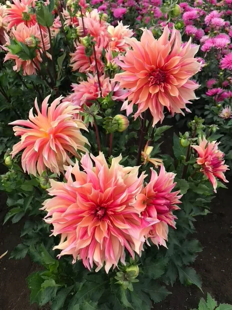 Dahlia Sources in Washington State — Northwest Blooms