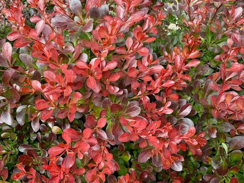 Nandina domestica 'Burgundy Wine' (Burgundy Wine Heavenly Bamboo ...