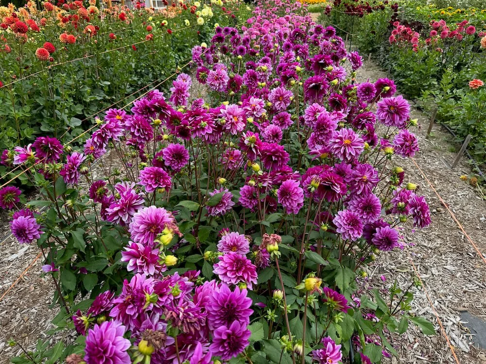 Dahlia 'Blue Bell' (Blue Bell Dahlia) — Northwest Blooms