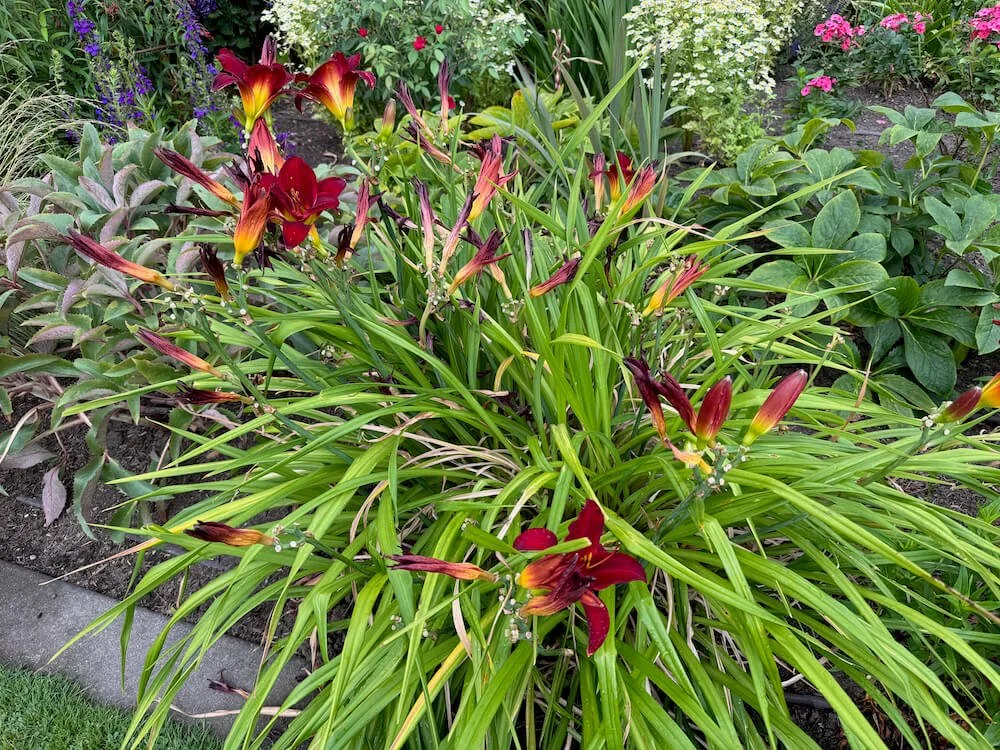 Alstroemeria 'Inca Bandit' (Inca Bandit Peruvian Lily) — Northwest Blooms