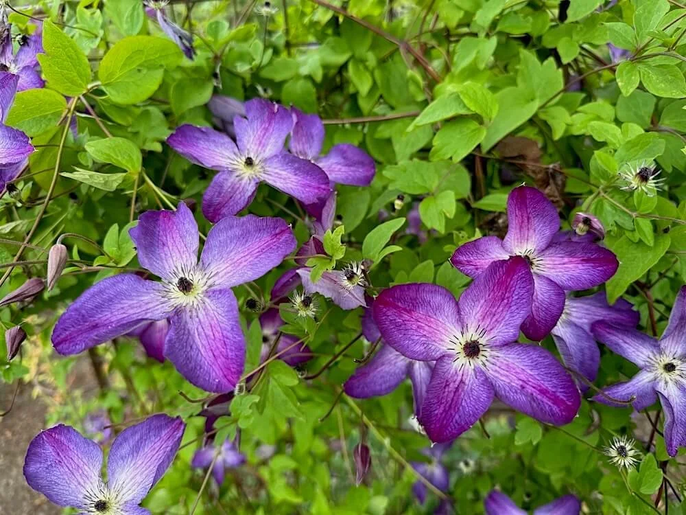 Clematis 'Perrin's Pride' (Perrin's Pride Clematis) — Northwest Blooms