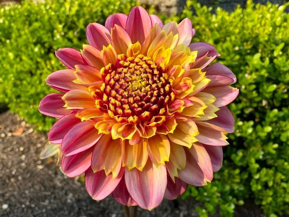 Dahlia 'Lisa Lisa' — Northwest Blooms