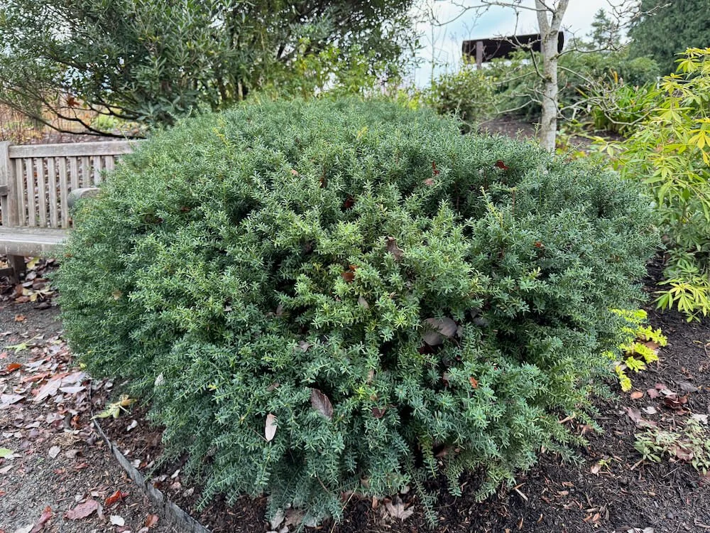 Taxus x media 'H.M. Eddie' (H.M. Eddie Yew) — Northwest Blooms