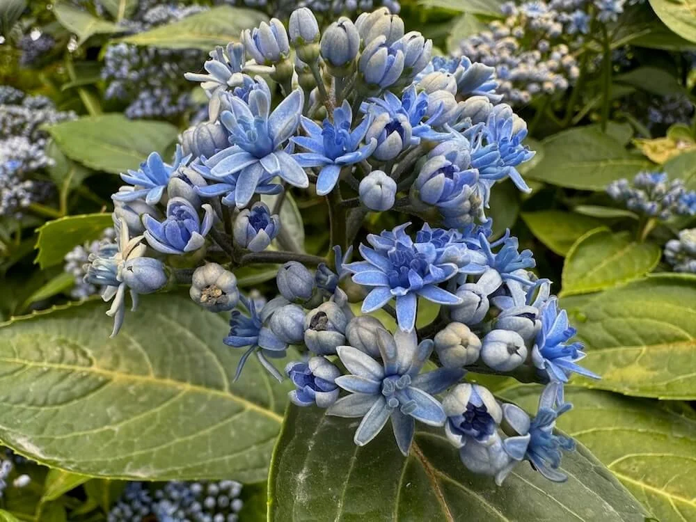 Hydrangea macrophylla 'Monmar' (Blue Enchantress Hydrangea) — Northwest ...