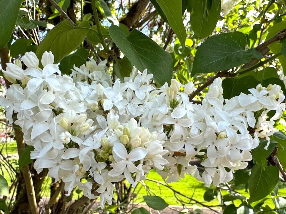 Syringa Vulgaris 'Angel White' (Angel White Lilac) — Northwest Blooms