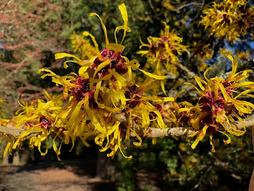 Hamamelis japonica 'Zuccariniana' (Zuccariniana Japanese Witch Hazel ...