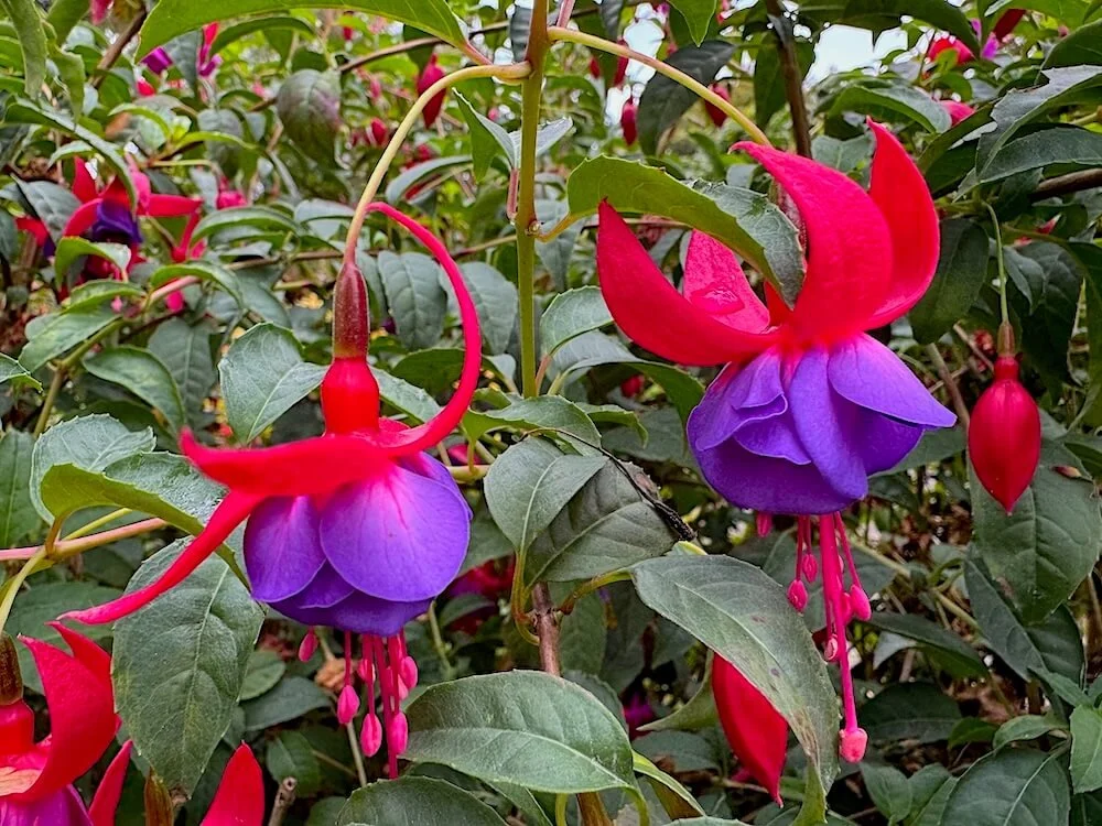 Fuchsia 'Delta's Sarah' (Delta's Sarah Hardy Fuchsia) — Northwest Blooms
