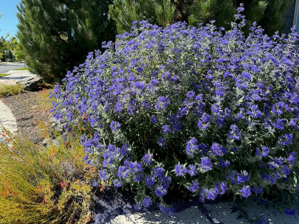 Hydrangea macrophylla 'Monmar' (Blue Enchantress Hydrangea) — Northwest ...