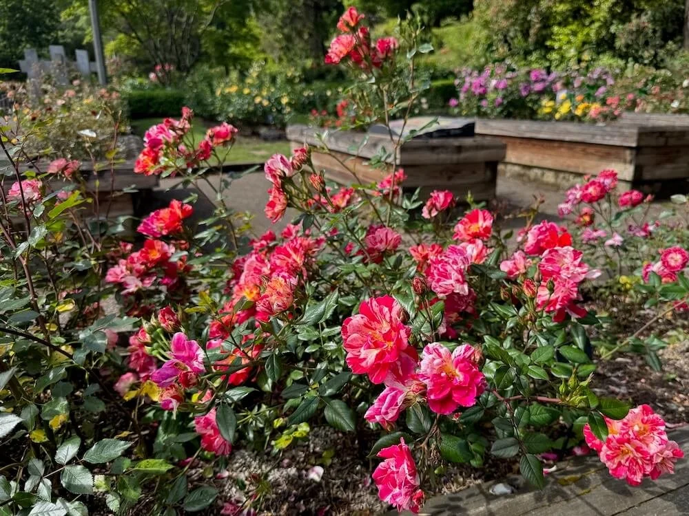 Rosa 'Marc Chagall' (Marc Chagall Floribunda Rose) — Northwest Blooms